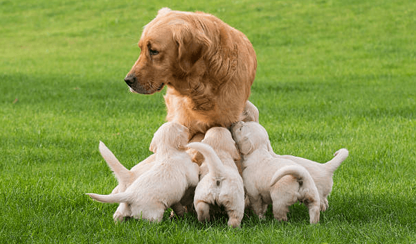 Baby:1ilbif3lcvu= Golden Retriever - robertturf